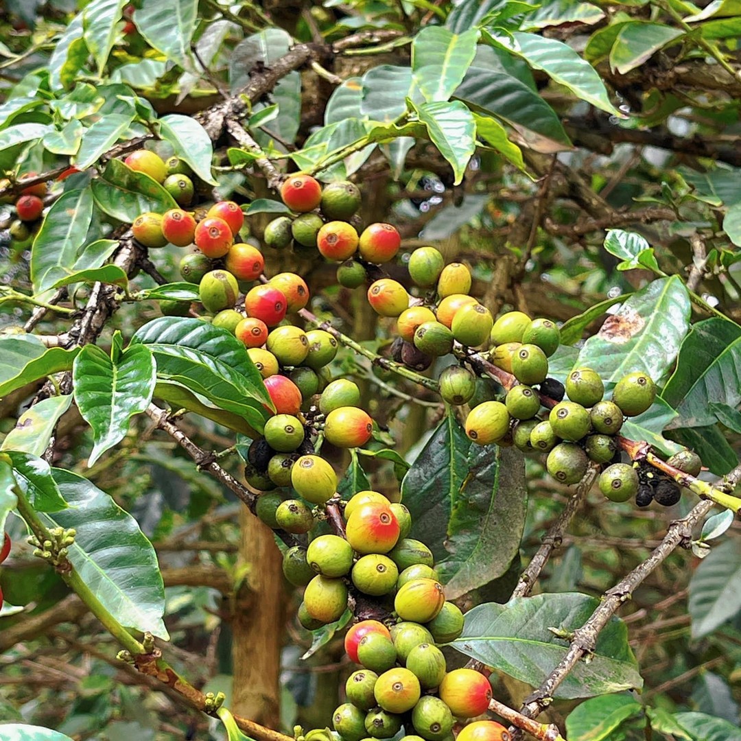 Half-Day Fairview Estate Coffee Farm &Coffee Tasting Tour | GetYourGuide