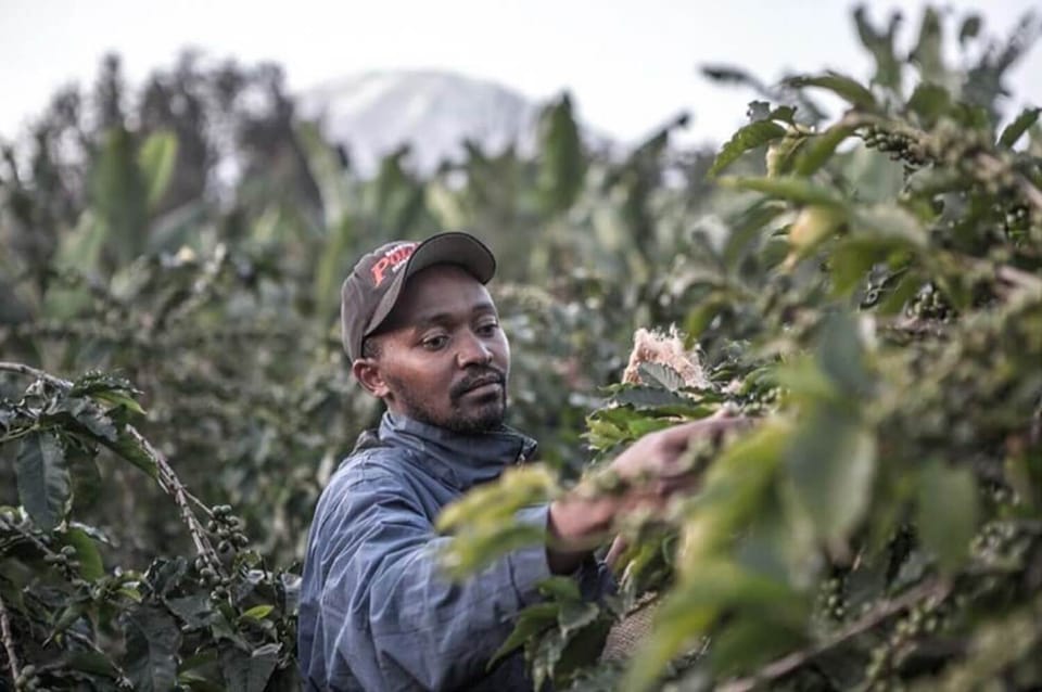 Visit a Coffee local Plantation | GetYourGuide