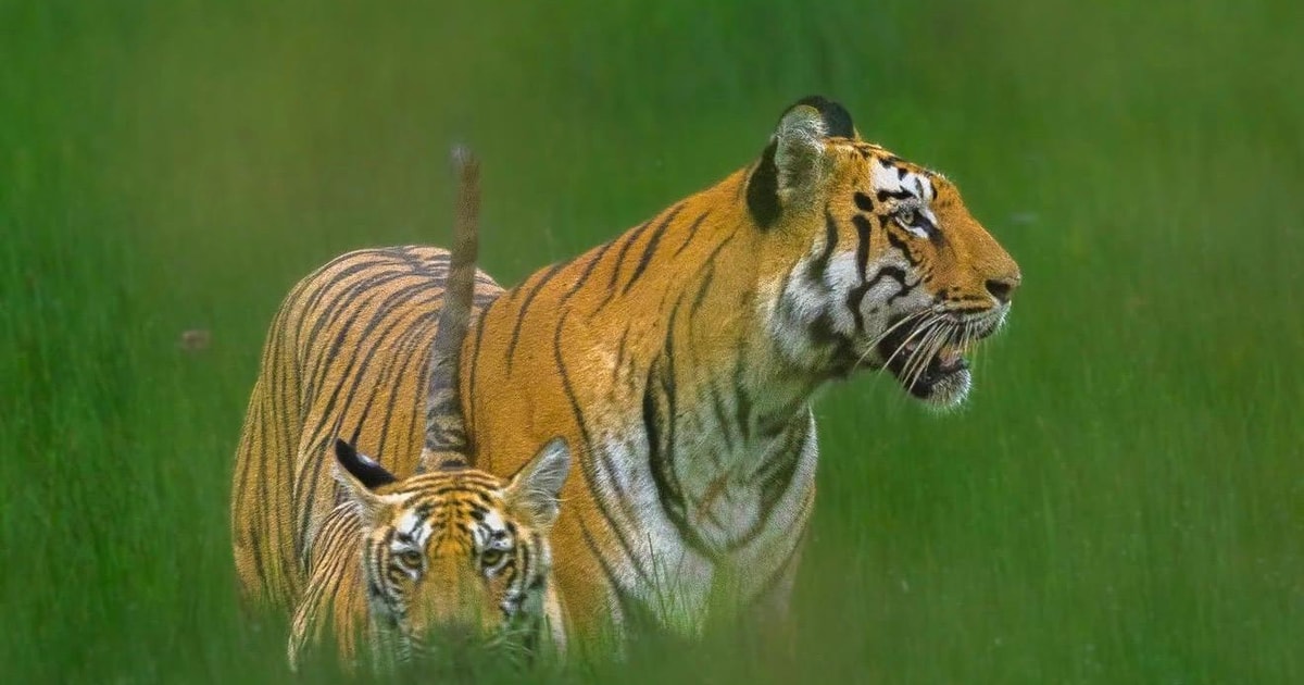 Ranthambhore: Storytelling Tiger Safari & Village Tour | GetYourGuide