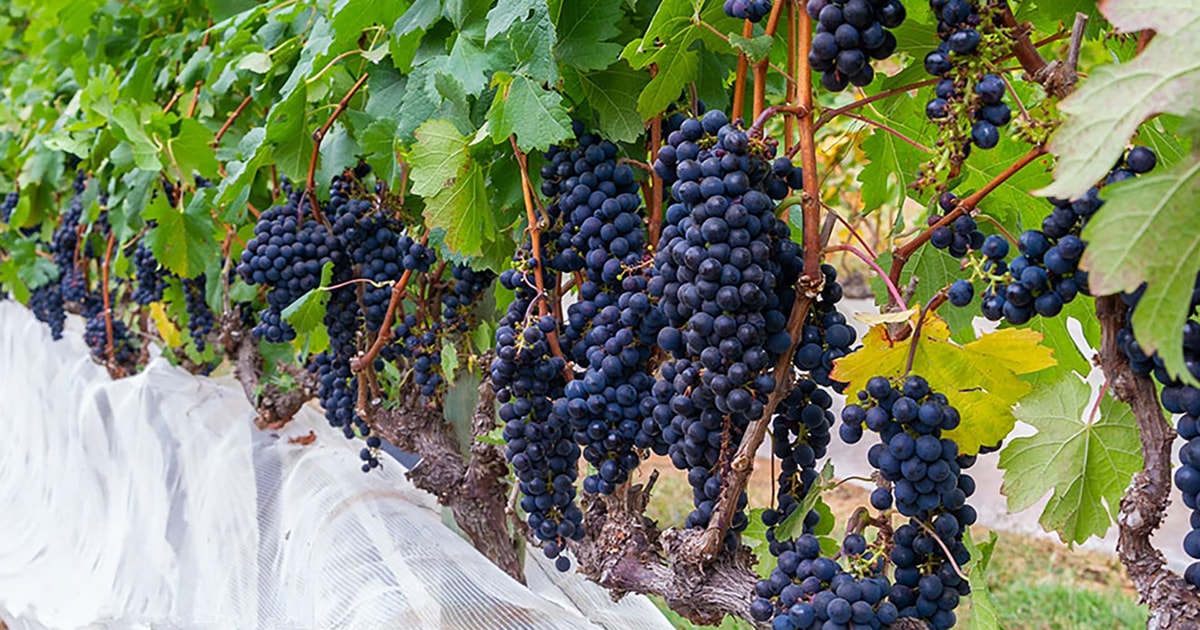 Rio de Janeiro: full-day tour of wineries and vineyards | GetYourGuide