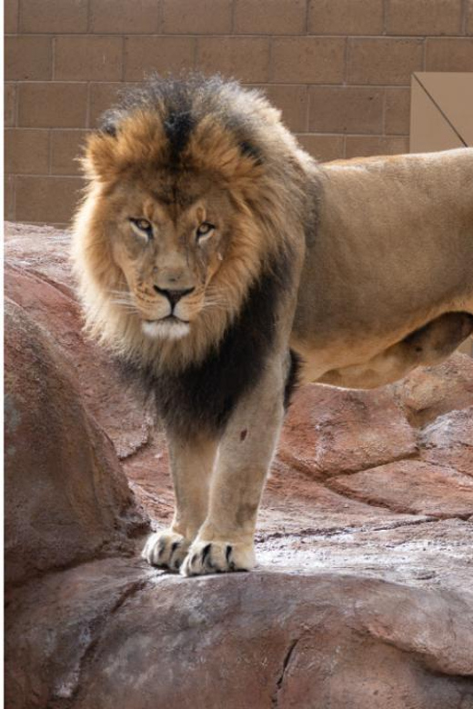 Phoenix Zoo: One Day General Admission Ticket | GetYourGuide