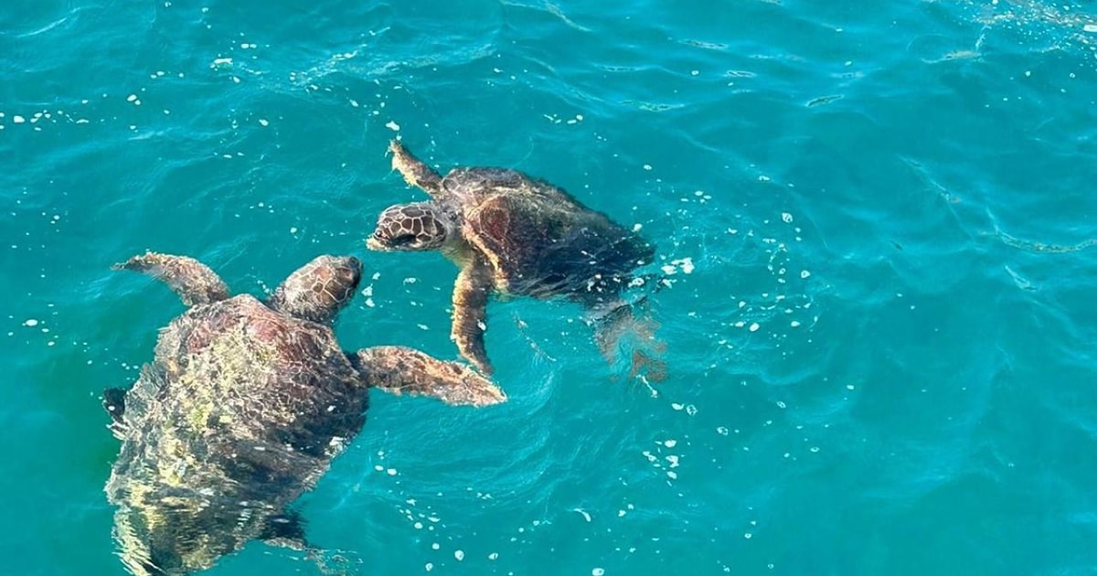 Zakynthos: Turtle Spotting Cruise on a Glass-Bottom Boat | GetYourGuide