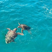 Zakynthos:Turtles,Marathonisi,Keri Caves (Glass-Bottom Boat) | GetYourGuide