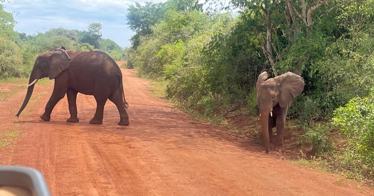 From Kigali: Full Day Akagera Safari & optional Boat ride | GetYourGuide