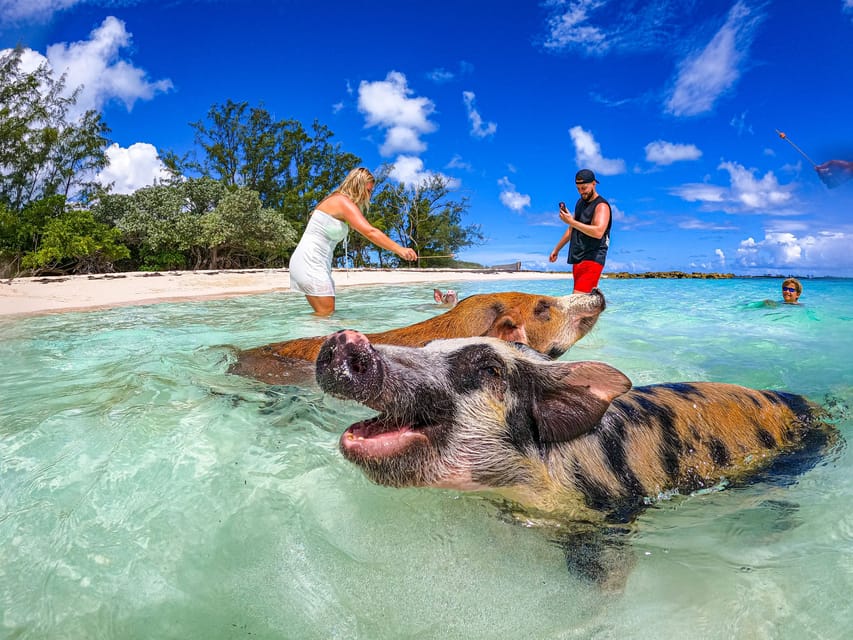 Nassau: Sun Cay and Swimming Pigs Boat Trip with Lunch | GetYourGuide