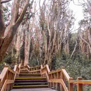 From Bariloche: Victoria Island & the Arrayanes Forest Tour | GetYourGuide