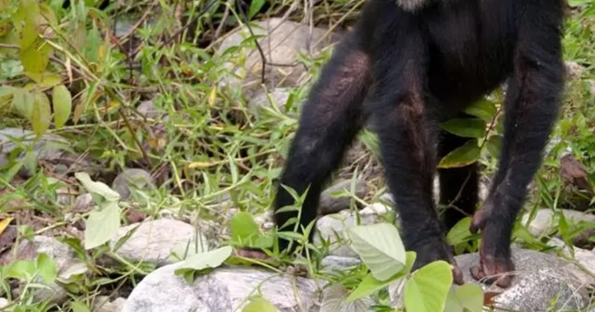 CHIMPANZEE EXPEDITION: TRACKING THROUGH THE FOREST | GetYourGuide