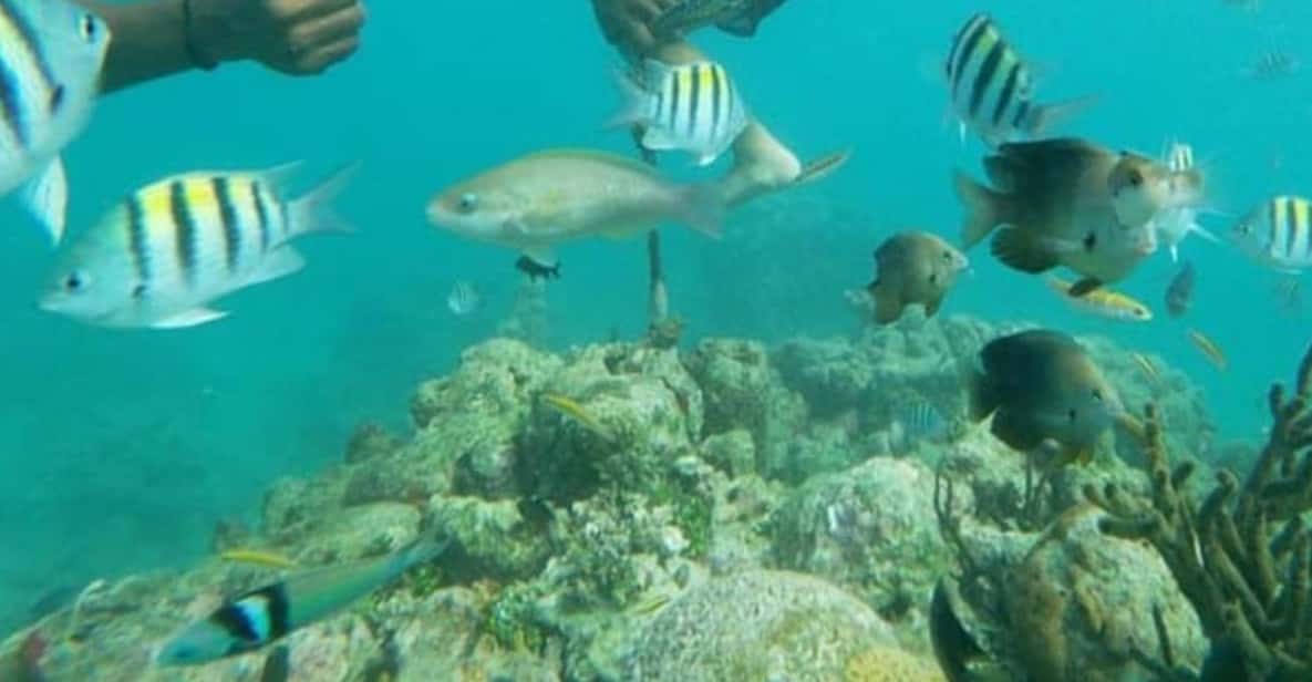 Playa Blanca: Dagtocht met snorkelen en wasberen spotten | GetYourGuide