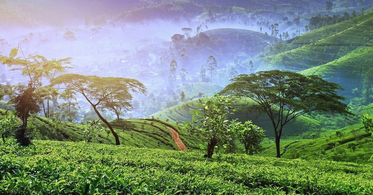 Sri Lanka: 8-dniowa wycieczka po świątyniach i duchowa podróż po Sri ...