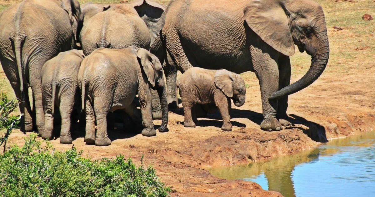 Halbtägiger Phezulu Safari Park & Natal Park ab Durban | GetYourGuide