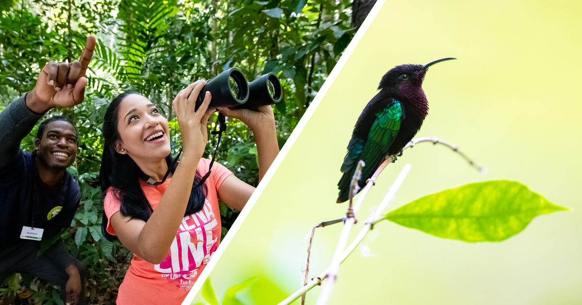 Rainforest Adventures Birdwatching Tour | GetYourGuide
