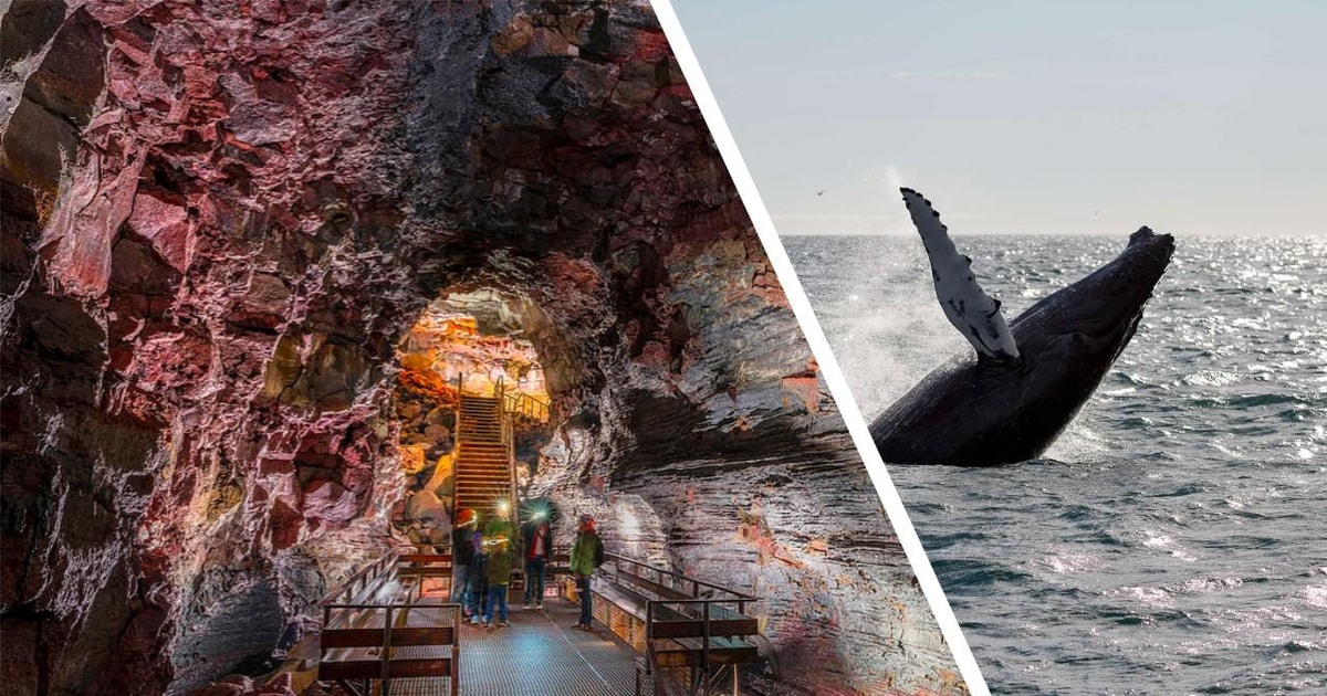 Reykjavik: Whale Watching and Lava Tunnel Combo Tour | GetYourGuide
