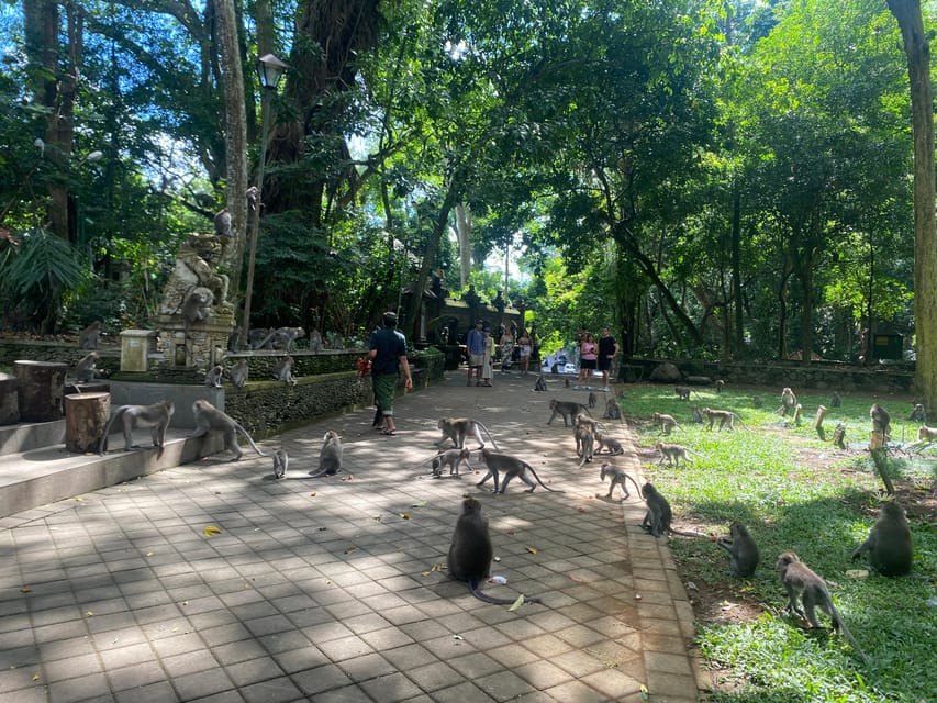 Bali: Ubud Monkey Forest, Rice Terraces, Temple, & Waterfall | GetYourGuide
