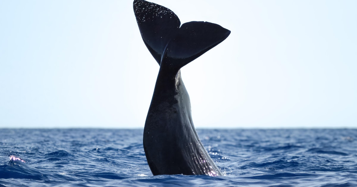 São Miguel: Whale-Watching Cruise with Marine Biologist | GetYourGuide