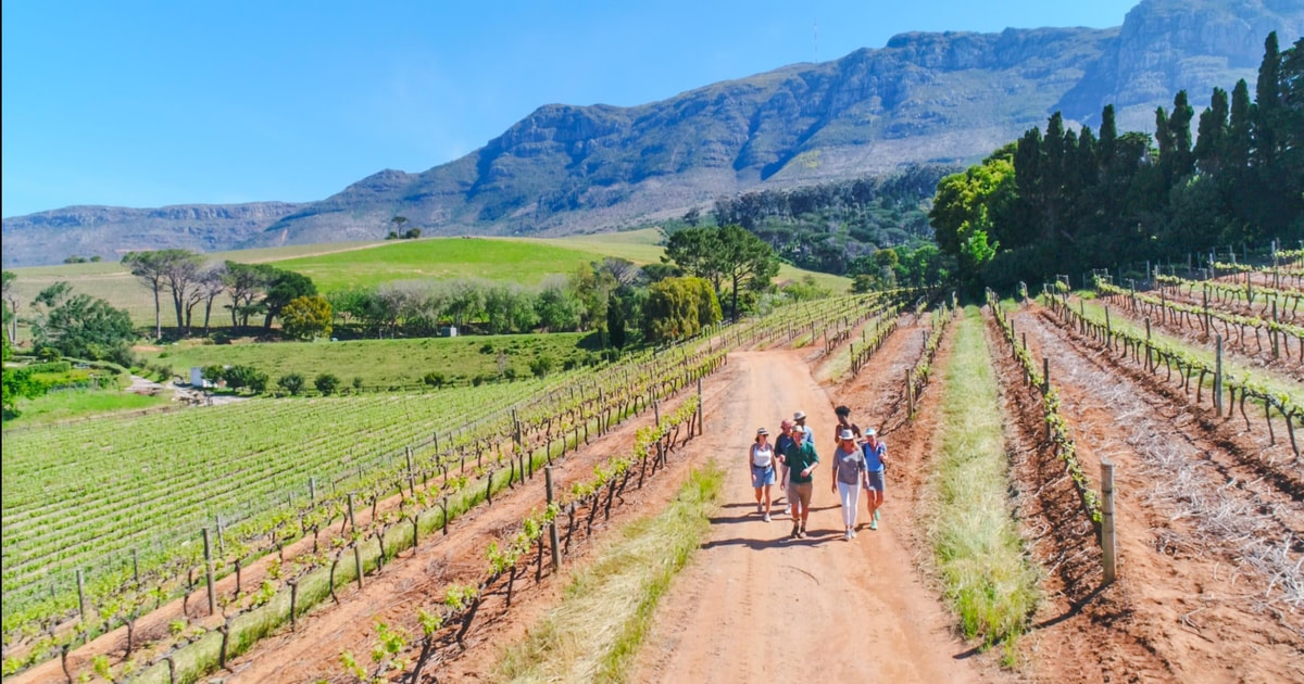 Kapstadt: Der ikonische Constantia Food, Wine and Story Walk | GetYourGuide
