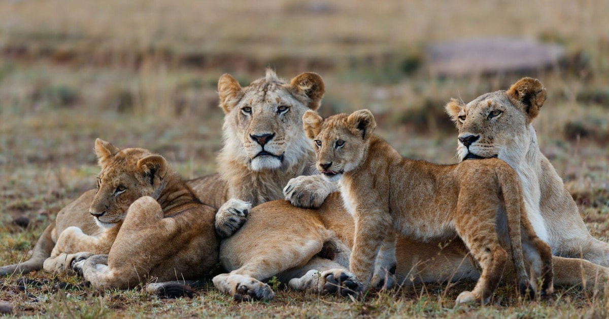 ナイロビ：オールインクルーシブ・サンブル国立公園サファリ3日間 | GetYourGuide