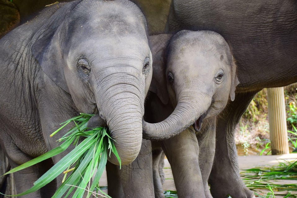 Exclusive elephant Nursery program | GetYourGuide