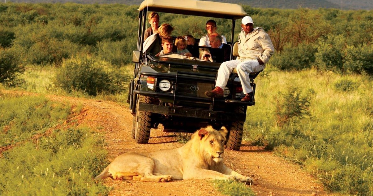 Half Day Safari Tala Game Reserve & Lion Park from Durban | GetYourGuide
