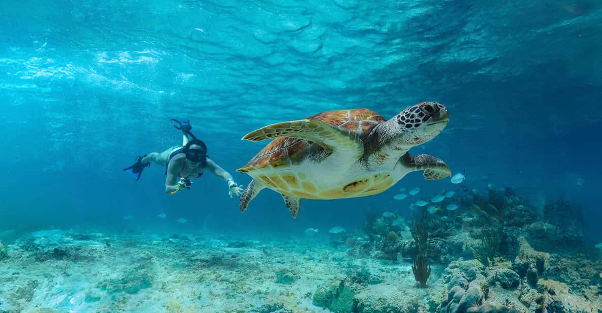 Tulum, Swim with turtles in Akumal, Cenote + Lunch & Beach Club ...