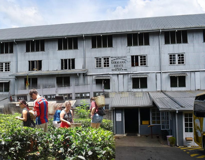 From Colombo: Kandy, Pinnawala and Tea Factory Full-Day Trip | GetYourGuide