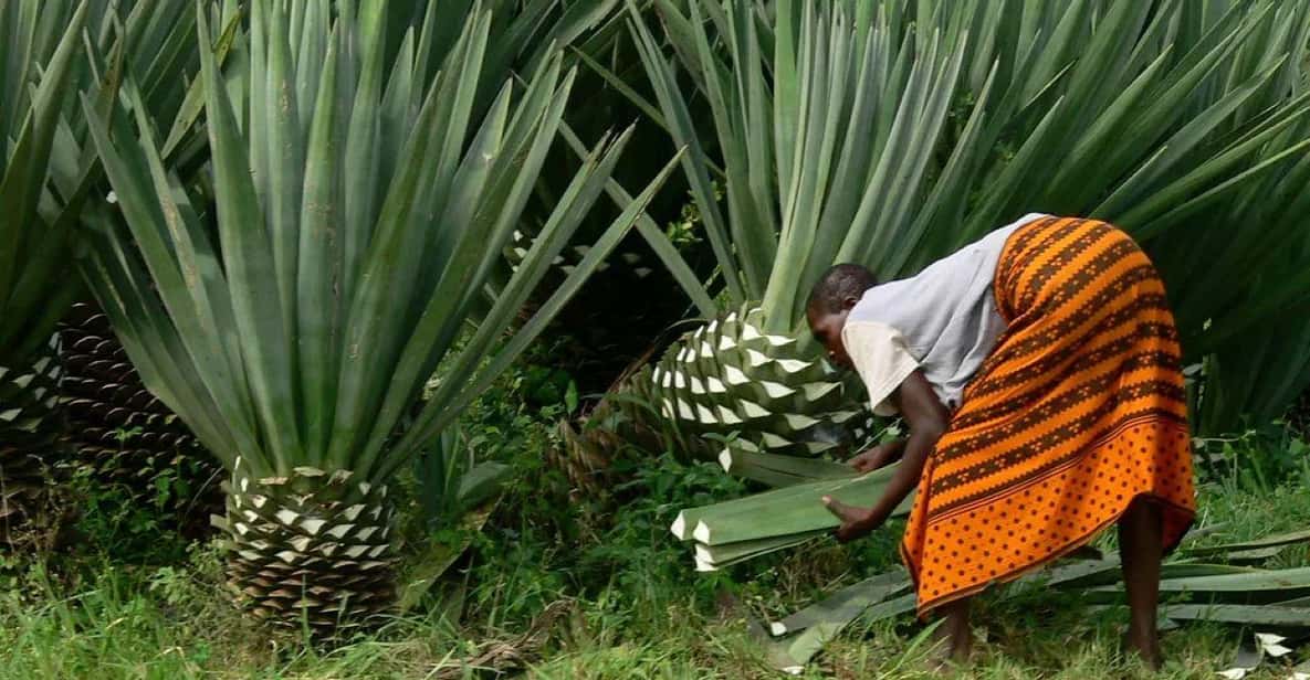 Visit Salt Mining,Sisal Plantations & Milk Process Plants | GetYourGuide