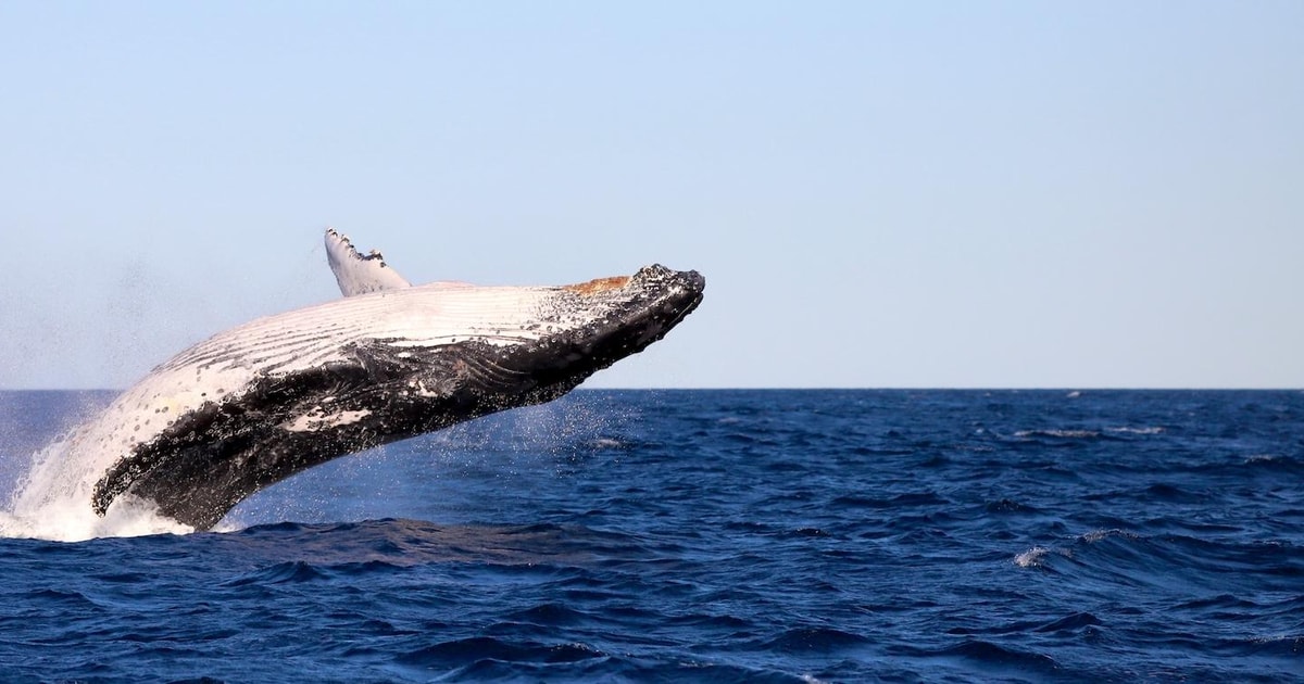 Whale Watching Discovery Tour from Lake Macquarie | GetYourGuide