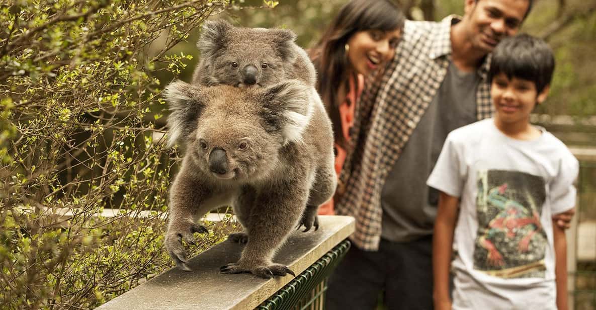 De Melbourne: Phillip Is Penguin Parade & Koala Reserve | GetYourGuide