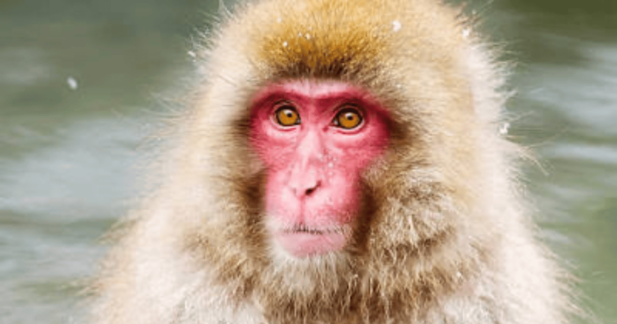 Tokyo: Snow Monkey Park Private Customize Tour English Guide | GetYourGuide