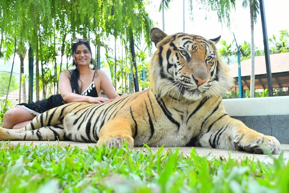 Phuket: City Tour Big Buddha Chalong Temple ATV & Ele Tiger | GetYourGuide