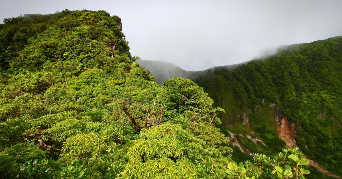 Visita a la selva tropical de Sugar City St.Kitts | GetYourGuide