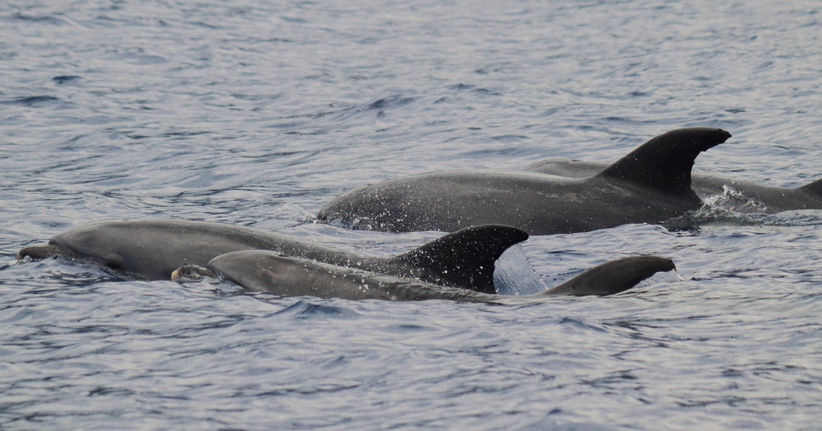 Funchal: Wilde dolfijnen en walvissen spotten per RIB | GetYourGuide