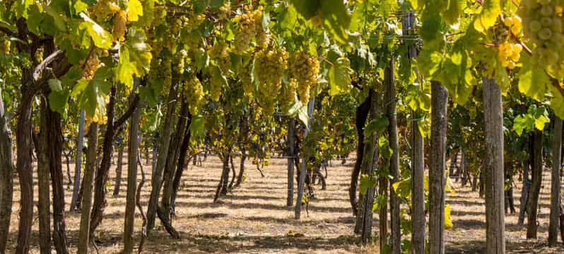 Group Tour Vesuvian Treasures: Pompeii, Herculaneum, Wine | GetYourGuide