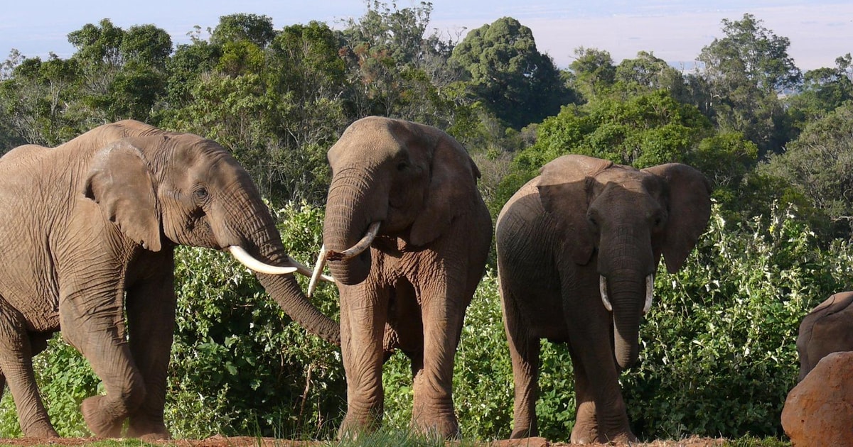 Explore Aberdare:See Big 5, Waterfalls & Camping in the wild | GetYourGuide