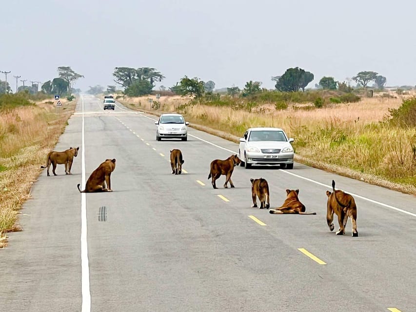18 Days African Jungle Safari Tour | GetYourGuide