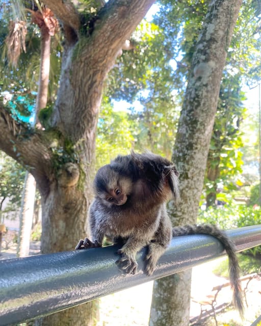 Rio: Özel, Özel ekspres, Ana Gezilecek Yerler! | GetYourGuide