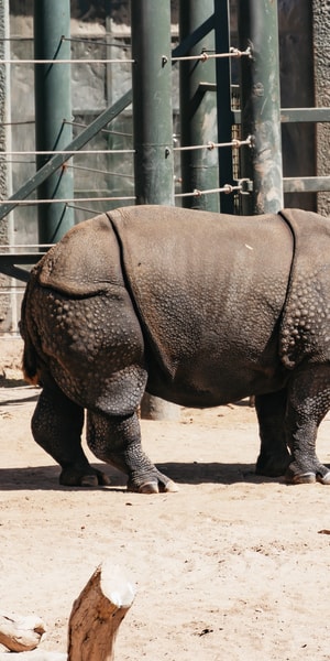 Phoenix Zoo: One Day General Admission Ticket | GetYourGuide