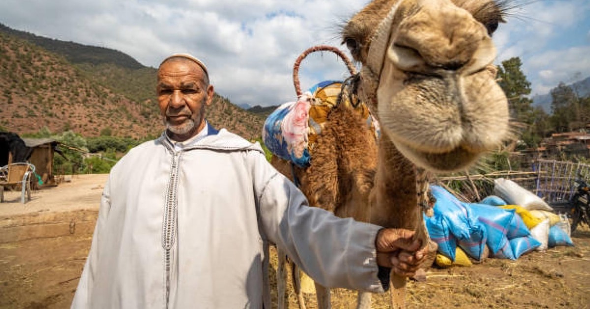 Marrakech: day tour to Ourika valley, Atlas, Camel & Lunch | GetYourGuide