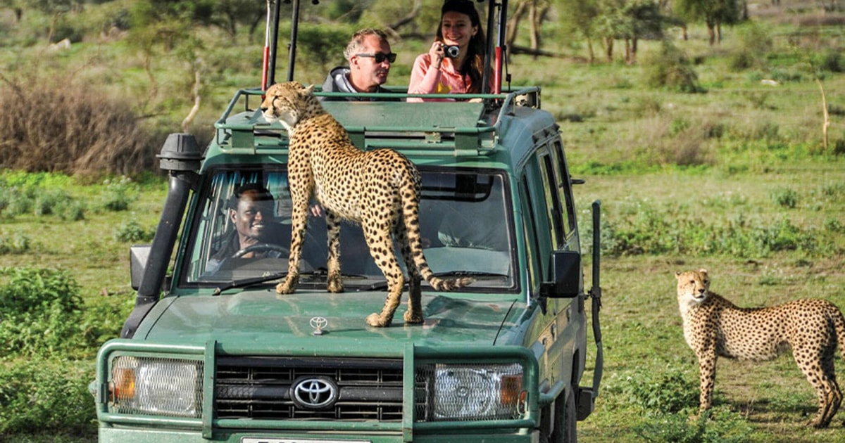 Vanuit Zanzibar: Mikumi Safai dagtocht met vlucht | GetYourGuide