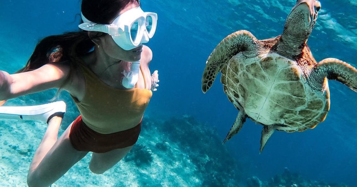 Bohol: Dolphin Watching & Sea Turtle Swim Island Tour | GetYourGuide