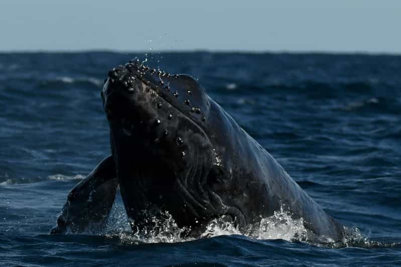 Cabo San Lucas: Up-Close Whale Watching Small-Group Tour | GetYourGuide