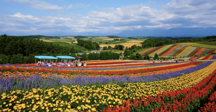From Sapporo : Hokkaido Furano Tomita Farm Joiner Tour | GetYourGuide