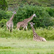 Arusha: Arusha National Park Day Tour | GetYourGuide