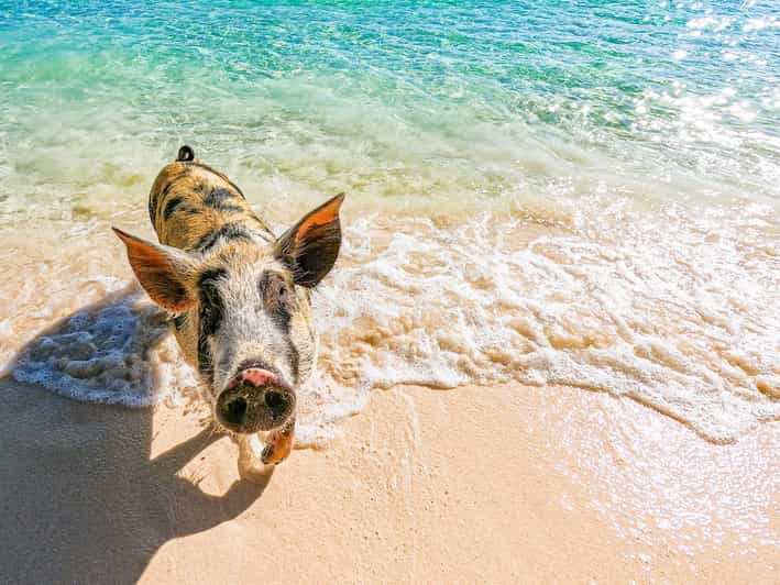 Nassau: Sun Cay and Swimming Pigs Boat Trip with Lunch | GetYourGuide