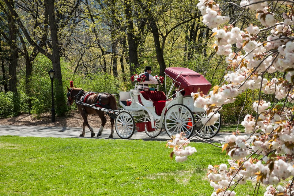 Horse and Carriage Rides Central Park | GetYourGuide