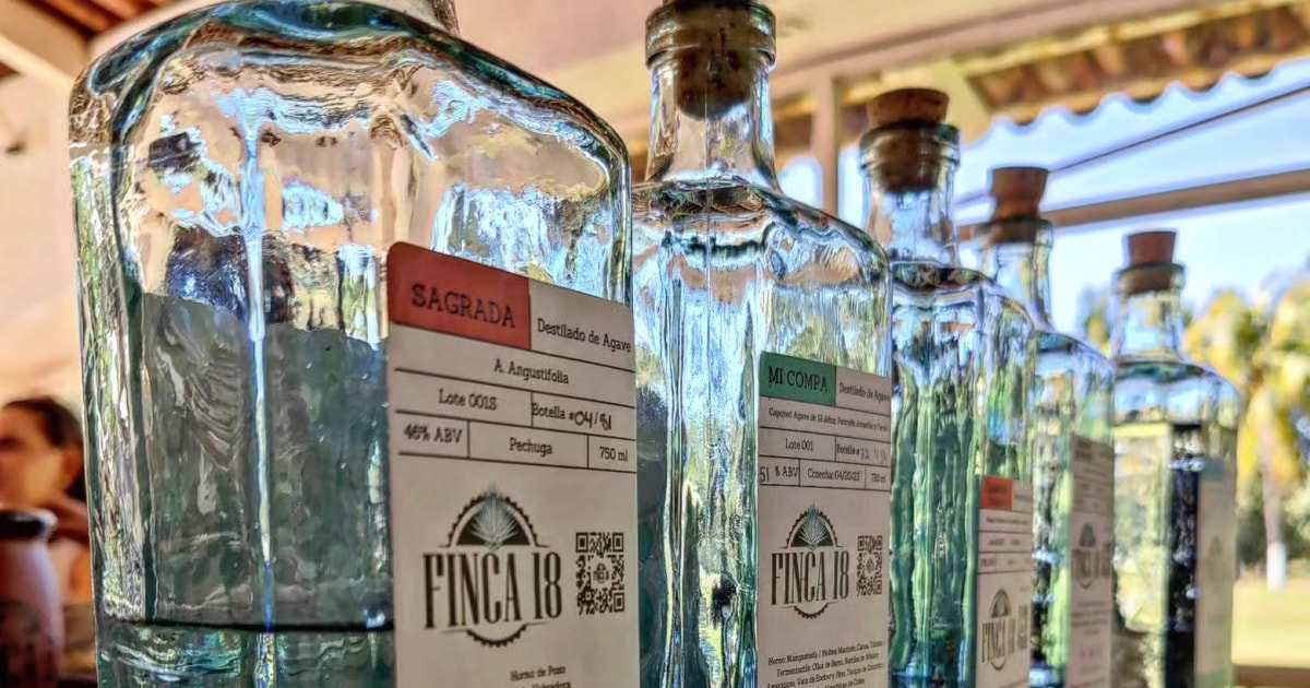 Jalisco: Make Your Own Bottle Of Tequila Class | GetYourGuide
