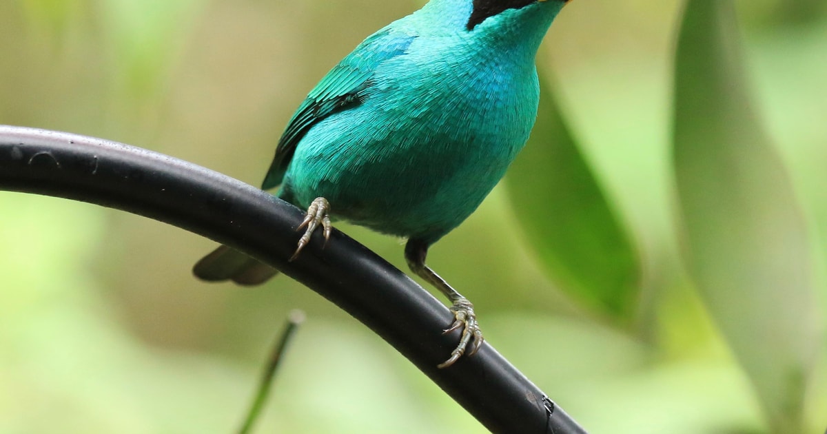 Birdwatching Pipeline Road Gamboa Town and Discovery Center | GetYourGuide