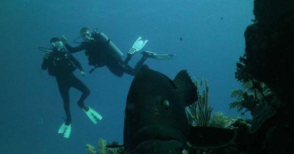 Akumal: Scuba Diving Experience | GetYourGuide