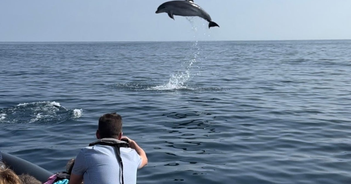 Faro: Dolphin and Wildlife Watching in the Atlantic Ocean | GetYourGuide