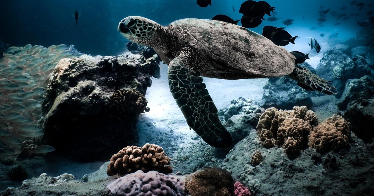 All inclusive duikcursussen PADI voor beginners in Fujairah | GetYourGuide