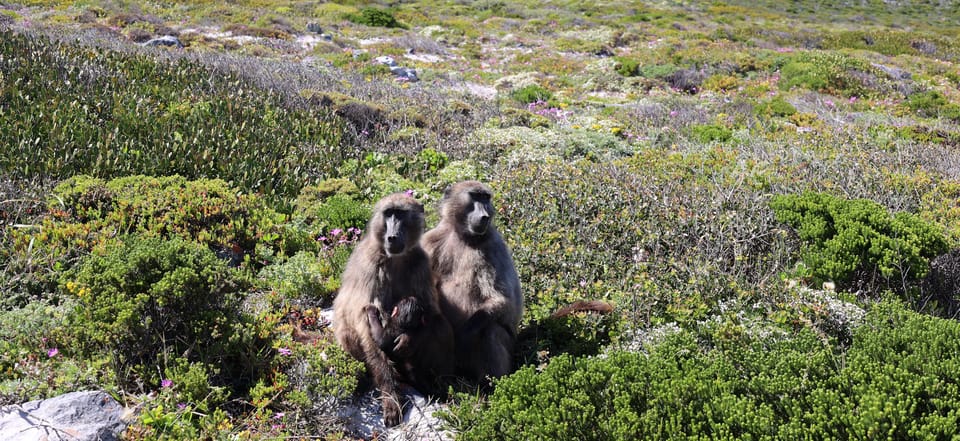 Kapstaden: Gruppresa till Taffelberget, Pingvinerna och Kapspetsen ...